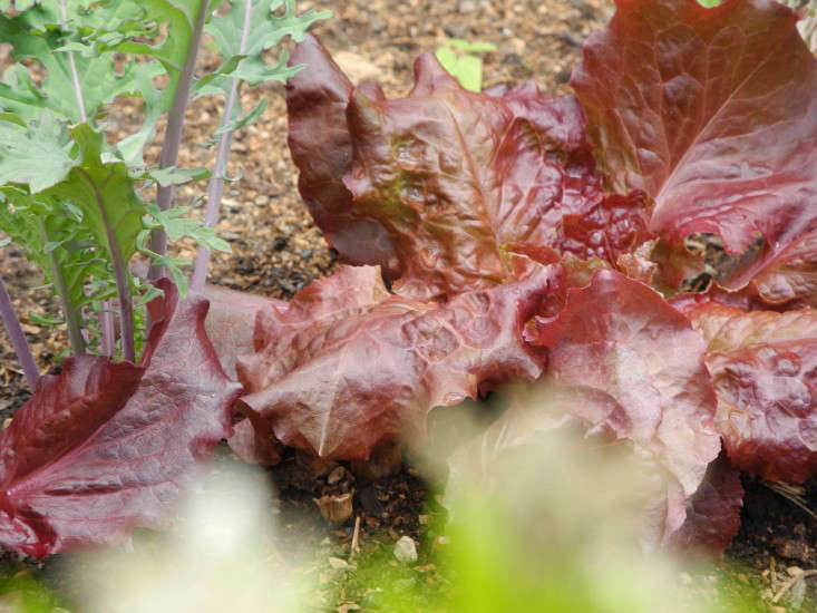 redlettuce-千图网