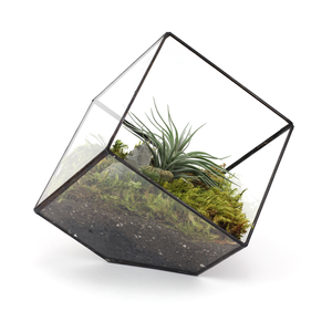 Under Glass: Geometry-Inspired Terrariums - Gardenista