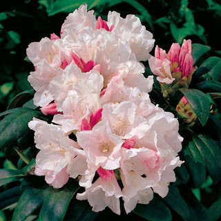 Yaku Prince Rhododendron