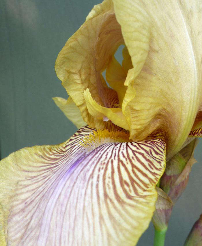 The Mystery of the Missing Irises: Have You Seen Any of These Varieties ...