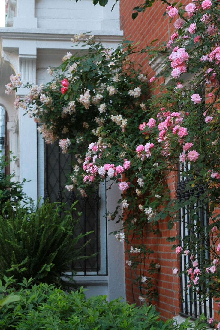 Design Sleuth: 7 Sources for Brooklyn's Most Beautiful Roses - Gardenista