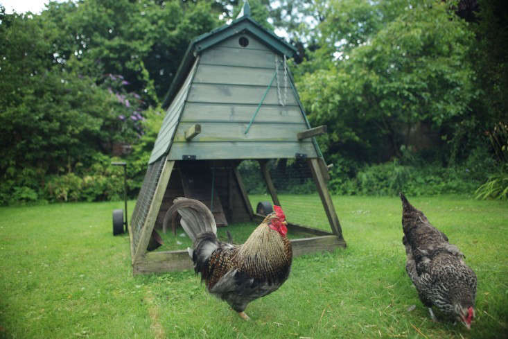 Modern Farmer: 9 Backyard Gardens with Chickens - Gardenista