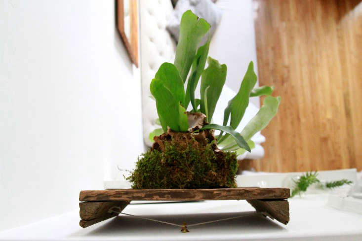 The Fern and I: How to Hang a DIY Staghorn Fern - Gardenista