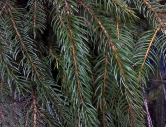 Fresh Evergreen Boughs
