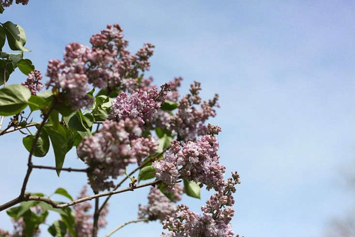 Lilac Love: A Guide to Spring's Best-Loved Flower - Gardenista