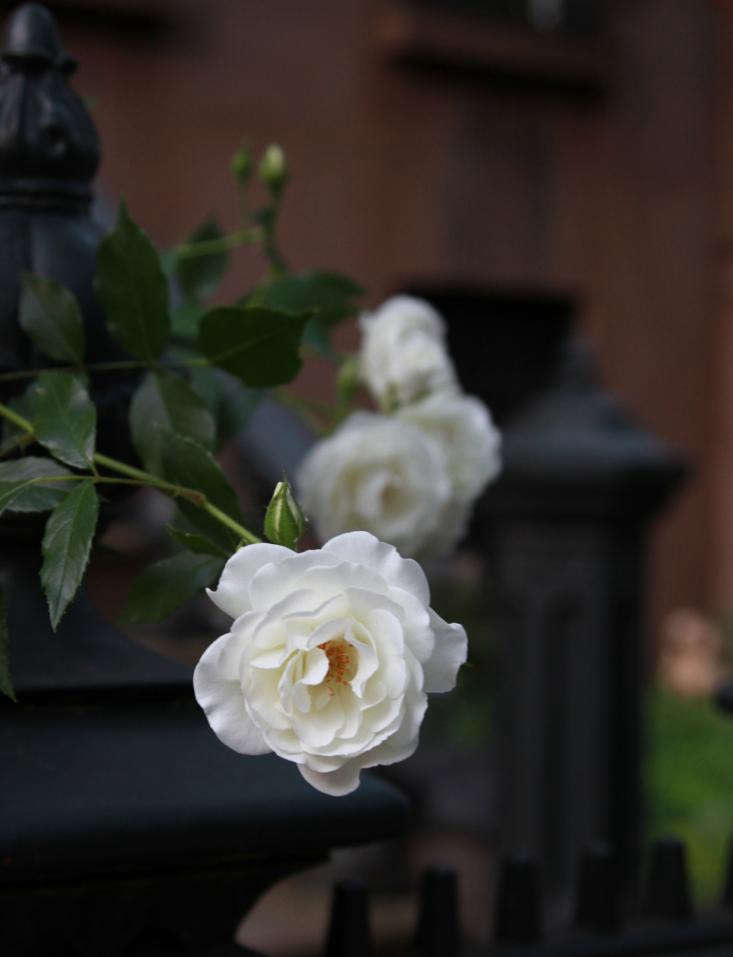 Design Sleuth: 7 Sources for Brooklyn's Most Beautiful Roses - Gardenista