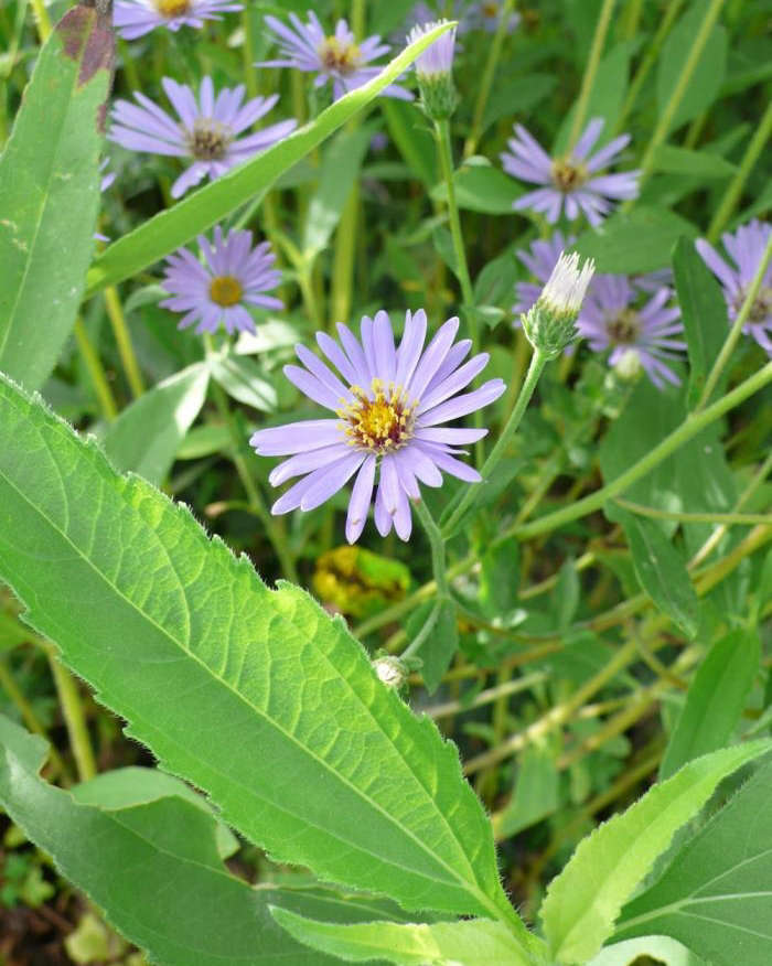 Aster divaricatus