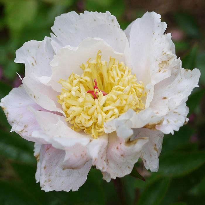 Field Guide: Peony - Gardenista