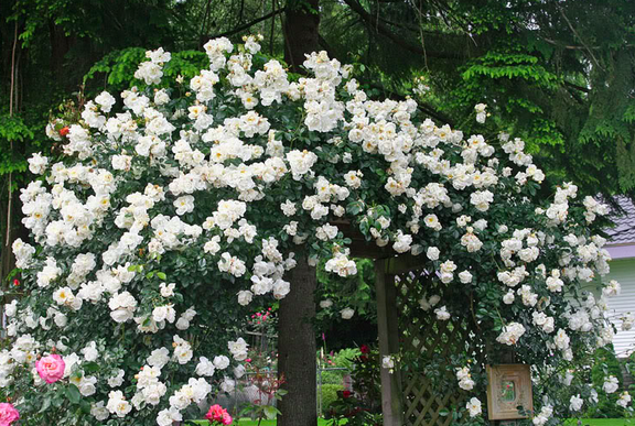 City of York Climbing Rose