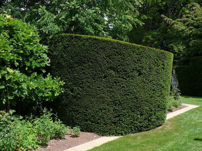 Yews Hedge