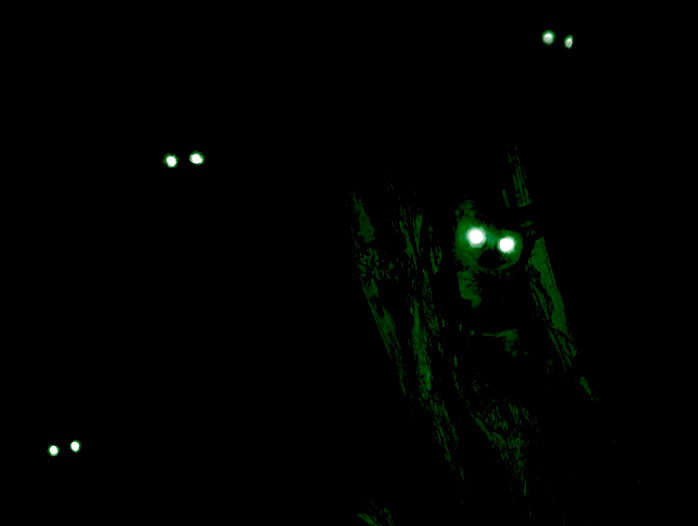 The Ultimate Predator Deterrent: Nighttime Edition - Gardenista