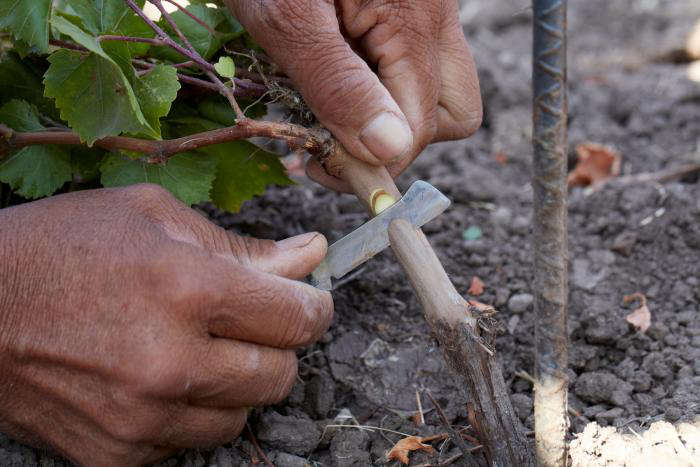 DIY: Grafting Grapes - Gardenista