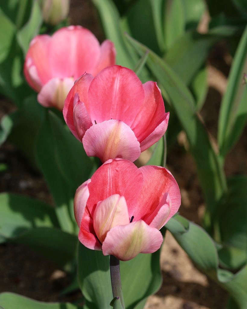 Garden Design: 10 Favorite Tulips to Plant for Spring - Gardenista