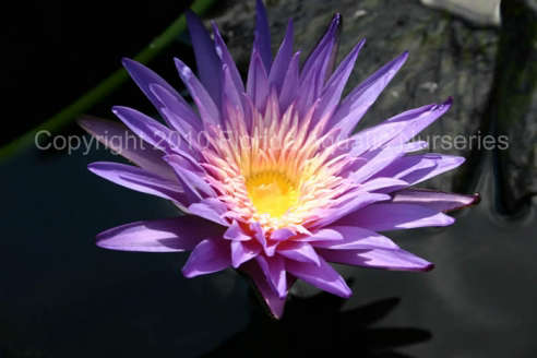 Nymphaea 'Foxfire'