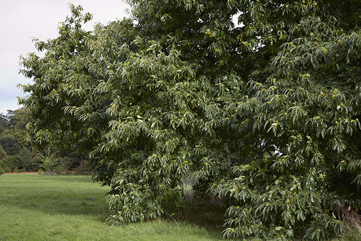 Gardening 101: Sweet Chestnut Tree - Gardenista