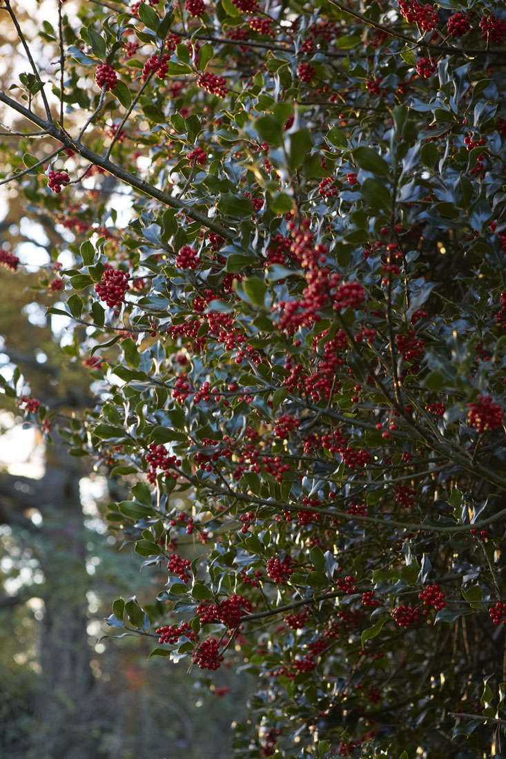 Gardening 101: Holly - Gardenista