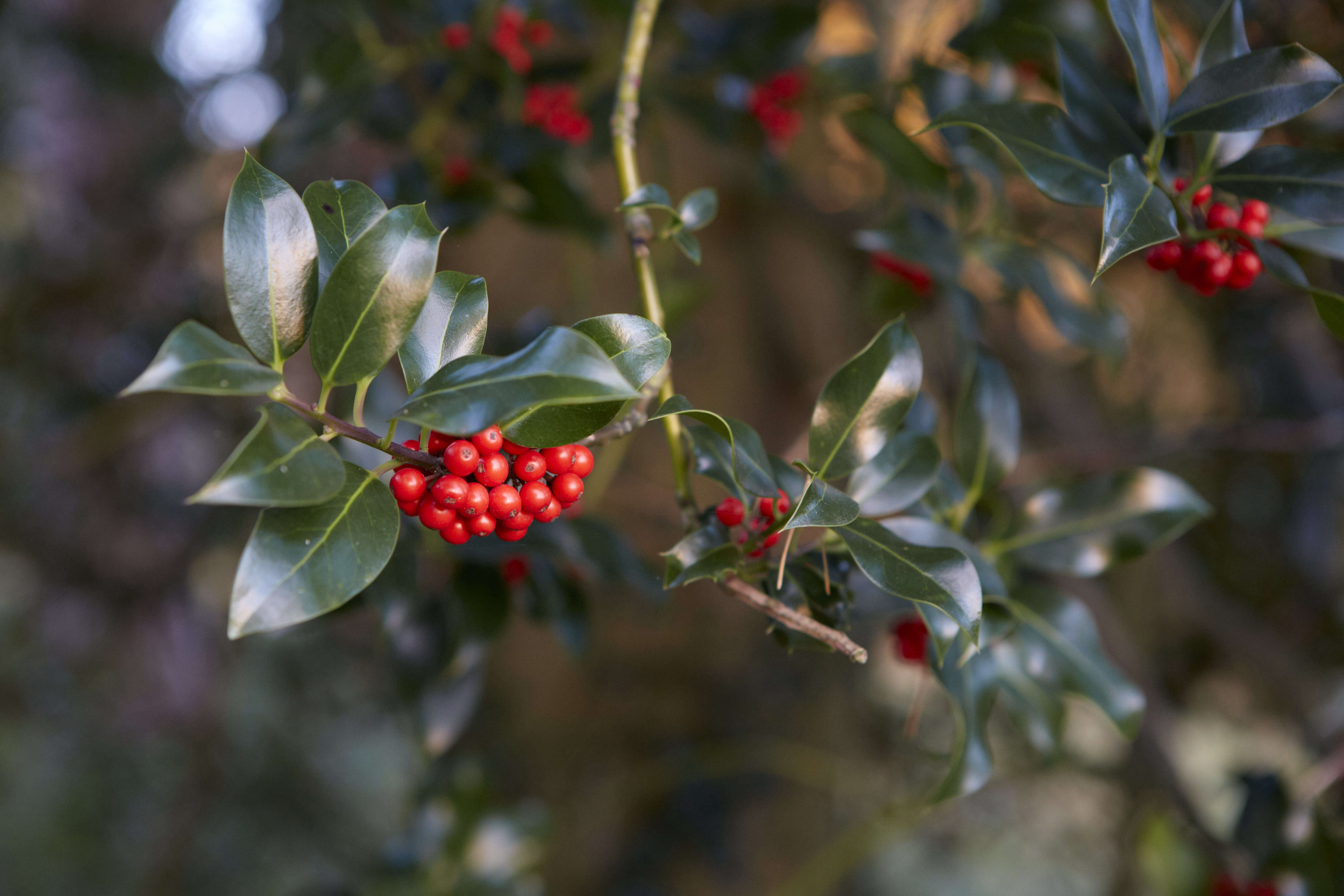 Gardening 101: Holly - Gardenista