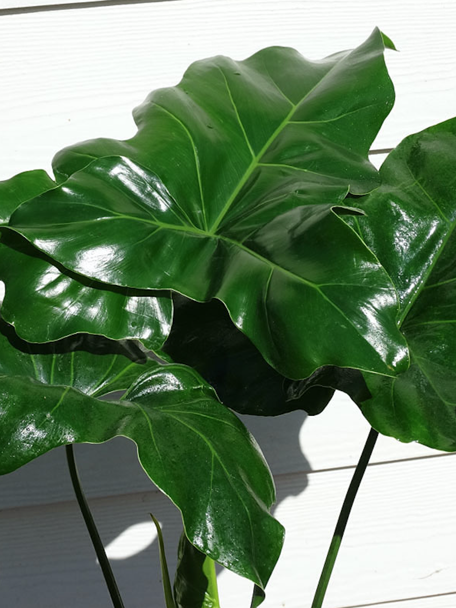 Gardening 101: Philodendron - Gardenista