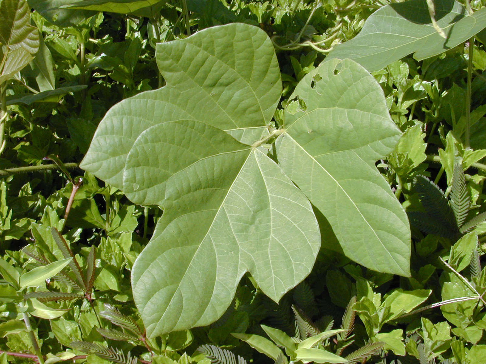 Gardening 101: Kudzu - Gardenista