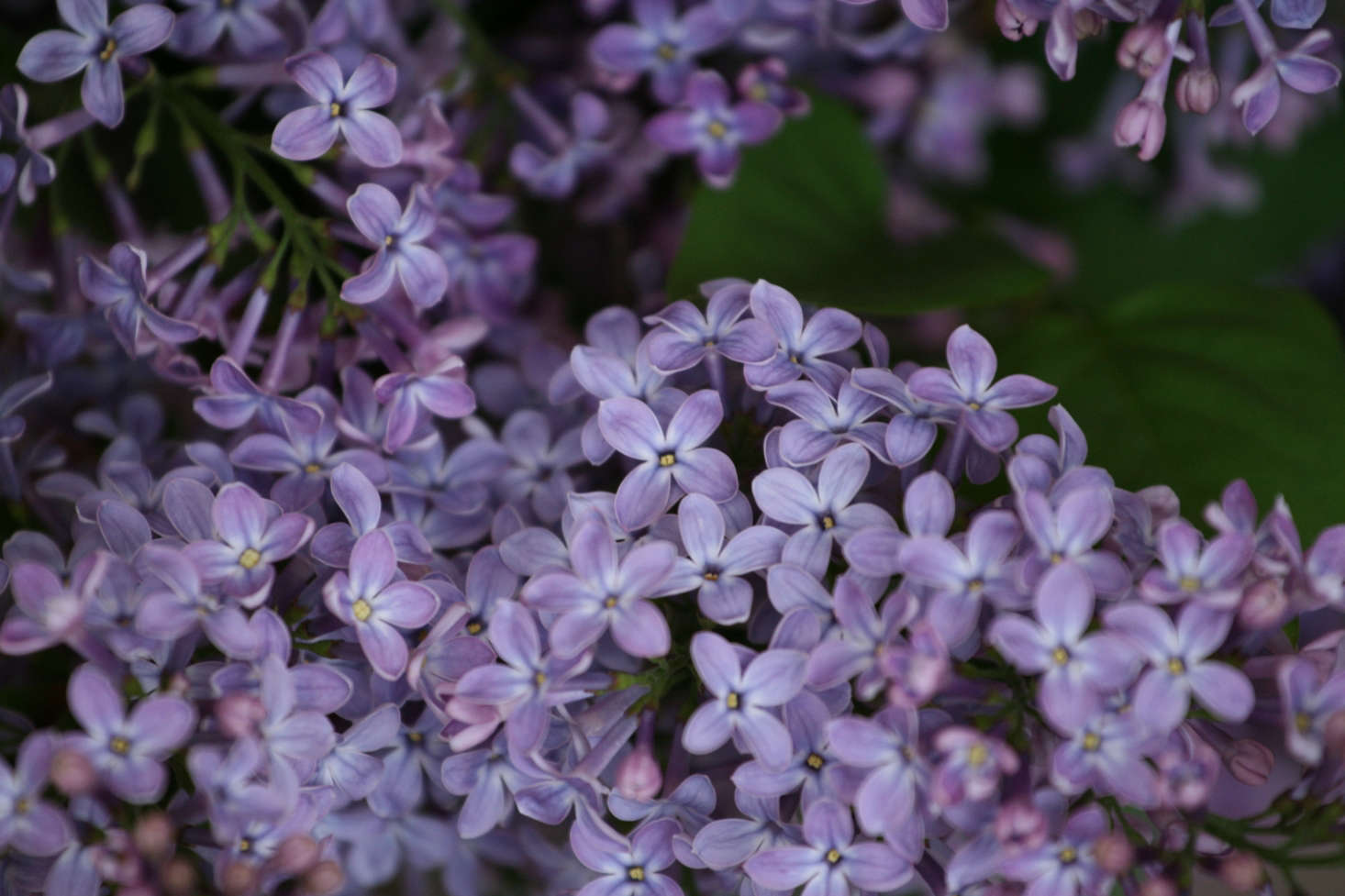 Consider the Lilac - Gardenista