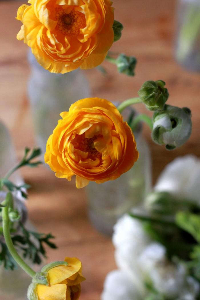 Gardening 101: Ranunculus - Gardenista