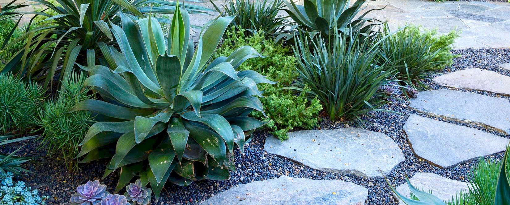 How to Successfully Grow Agave: A Field Guide to Planting, Care, and ...
