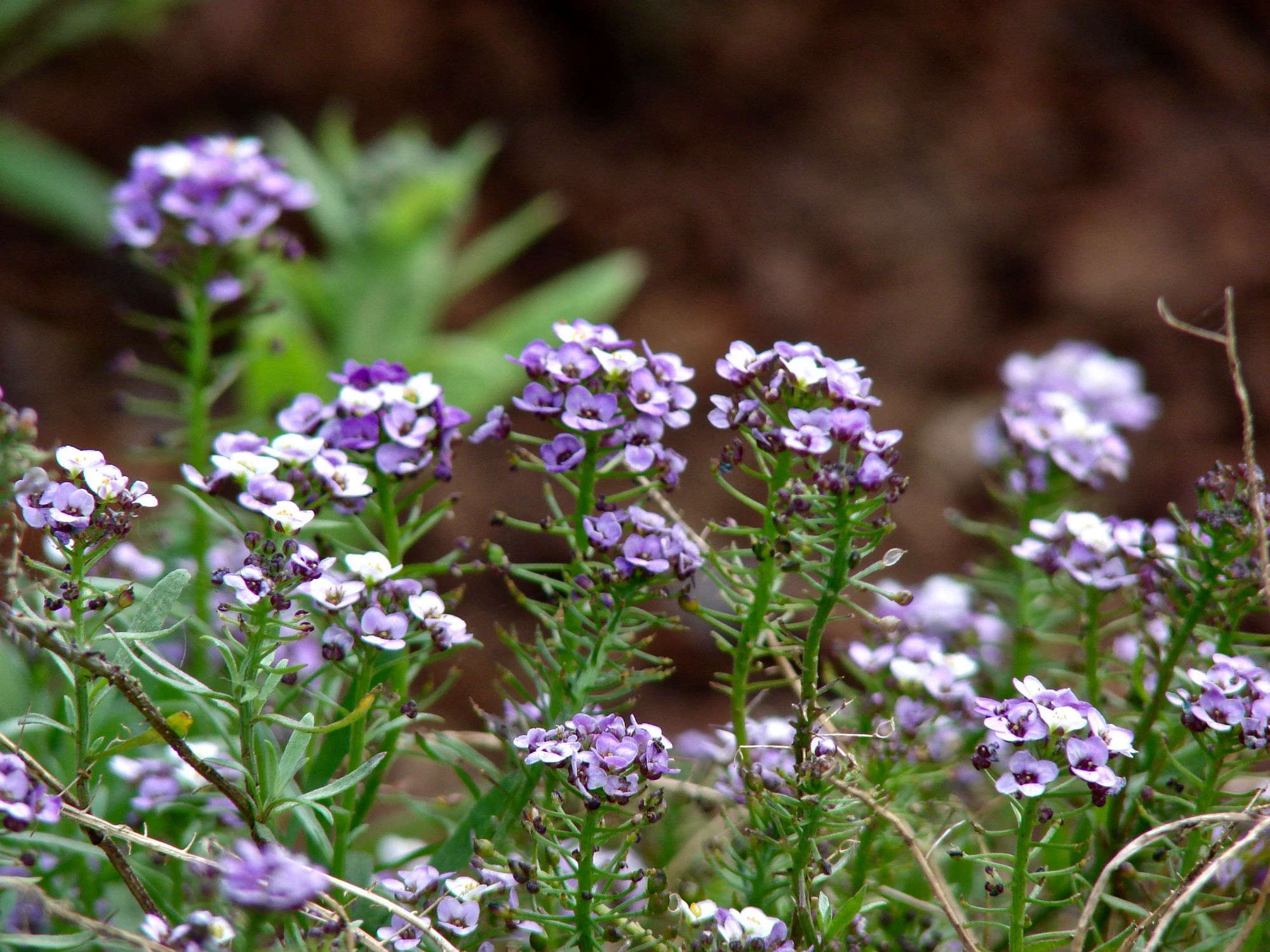 How to Successfully Grow Alyssum: A Field Guide to Planting, Care, and ...