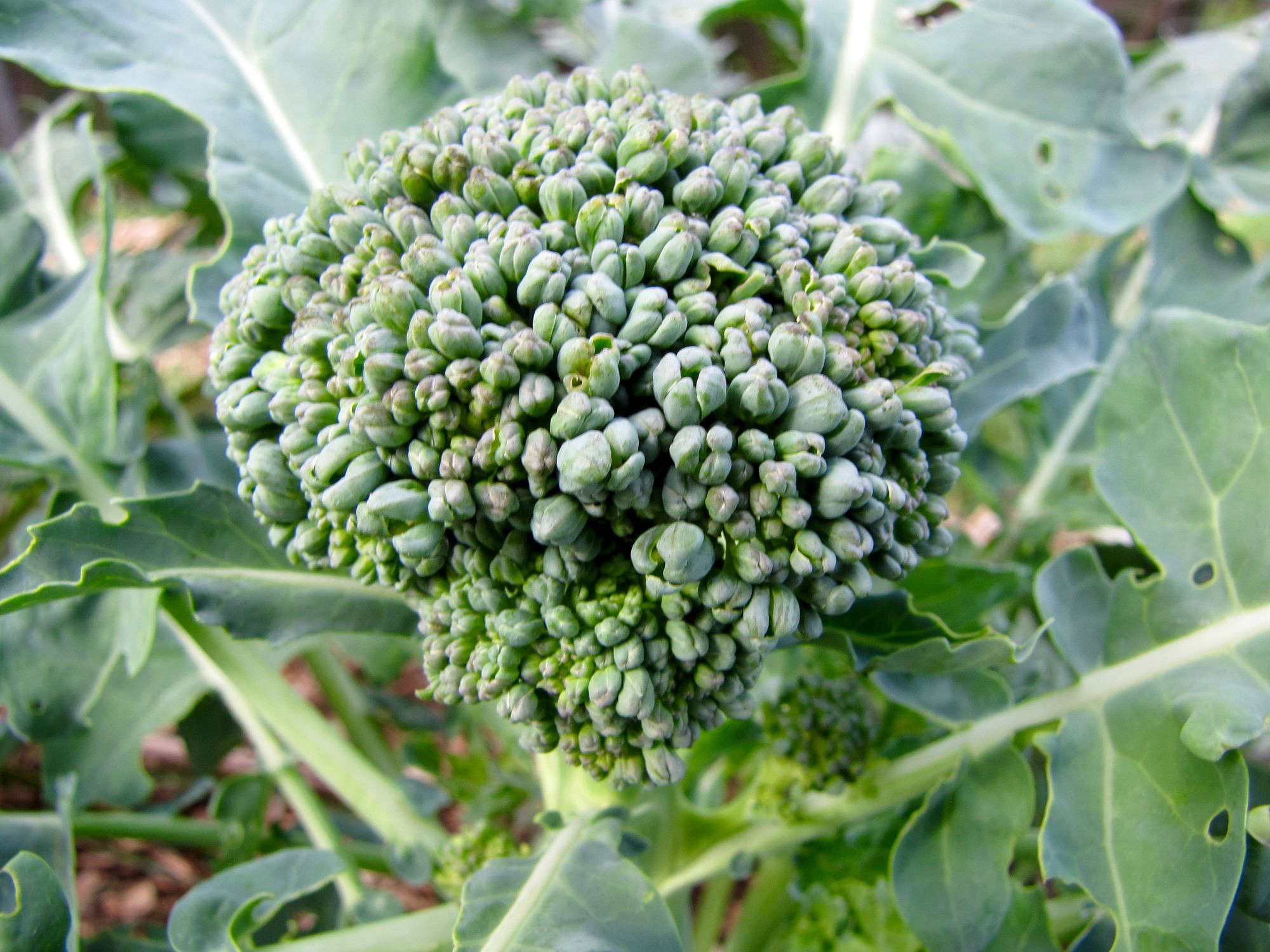 How to Successfully Grow Broccoli: A Field Guide to Planting, Care, and ...