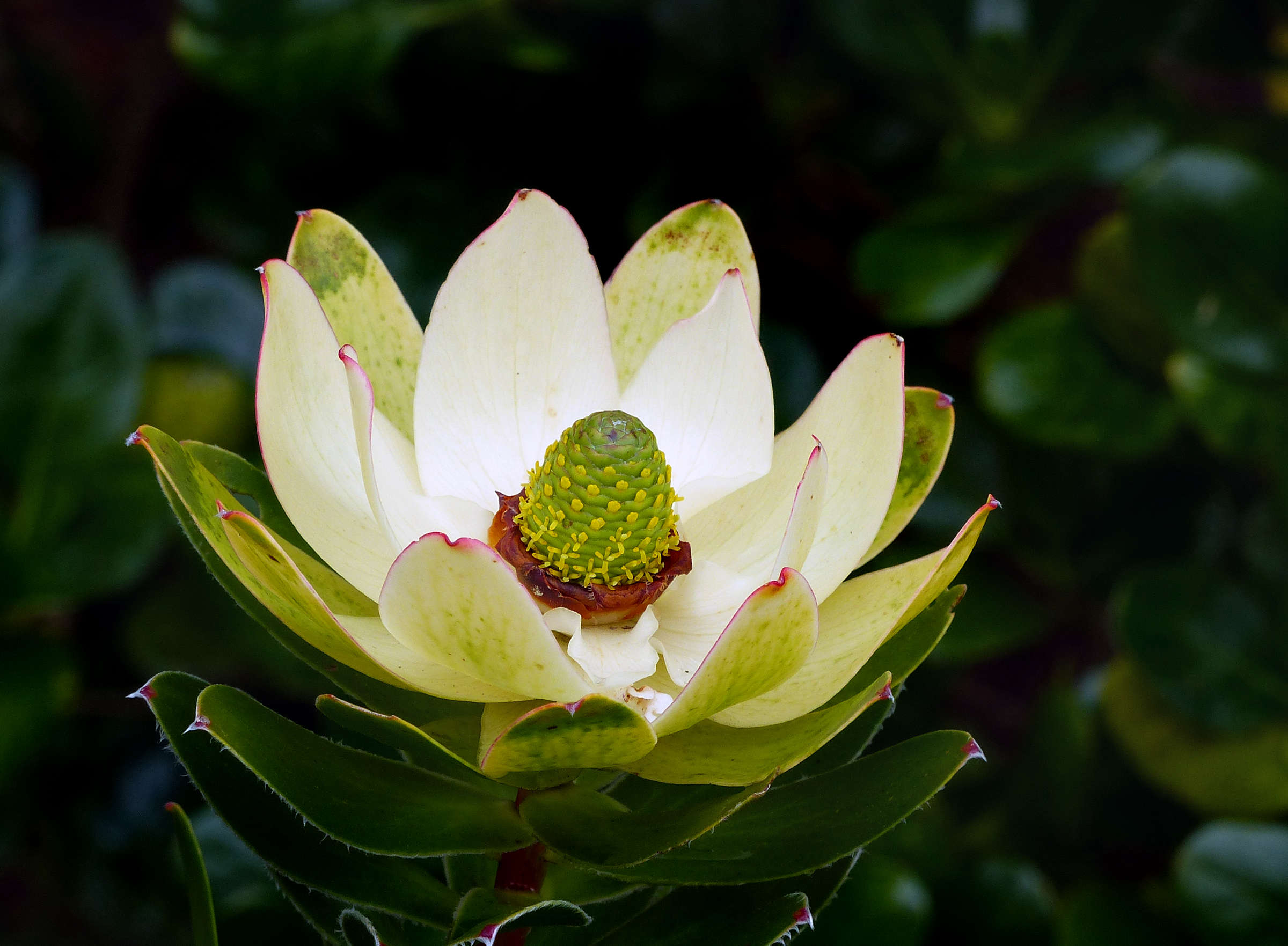 Gardening 101: Leucadendrons - Gardenista