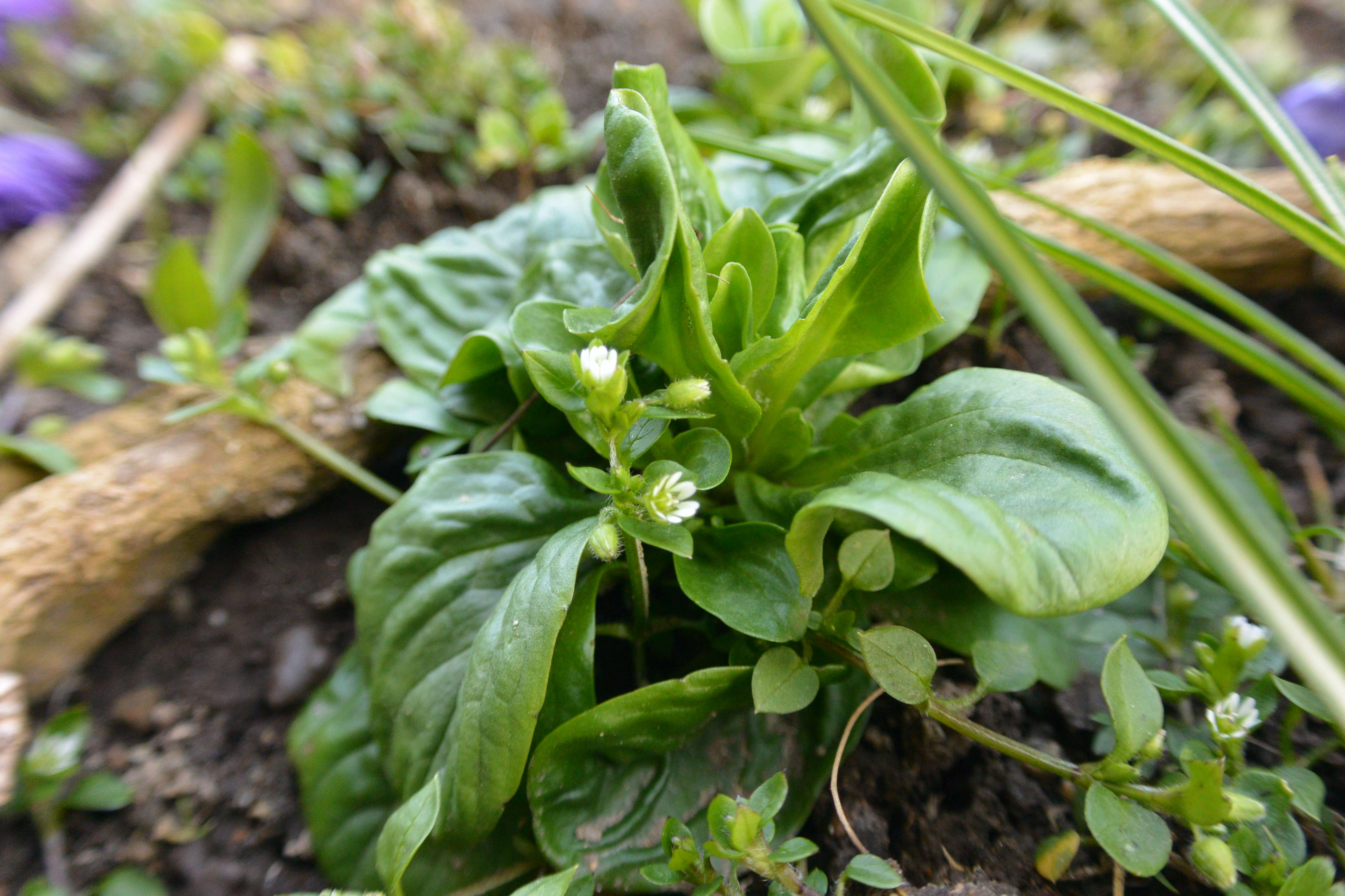 Gardening 101: Mâche - Gardenista