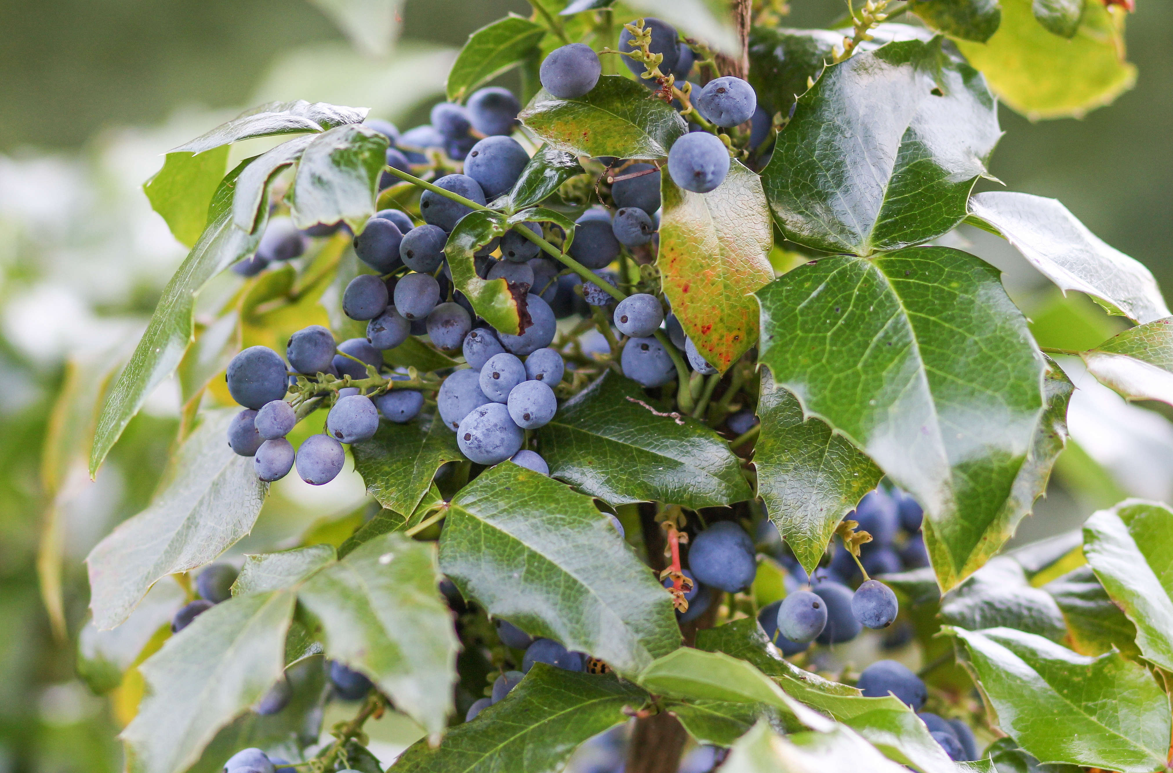 Gardening 101: Mahonia - Gardenista