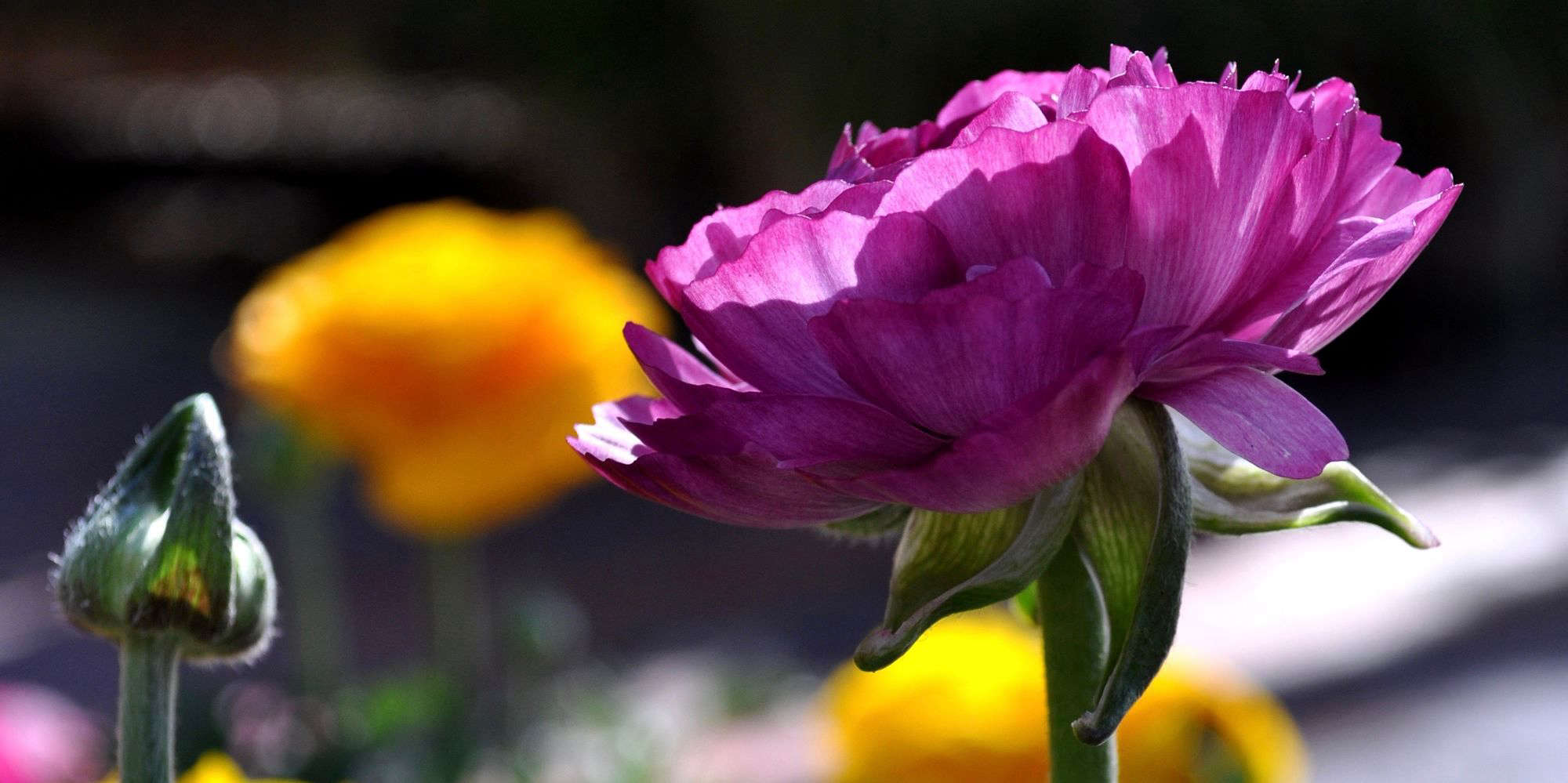 How to Successfully Grow Annuals: A Field Guide to Planting, Care and ...