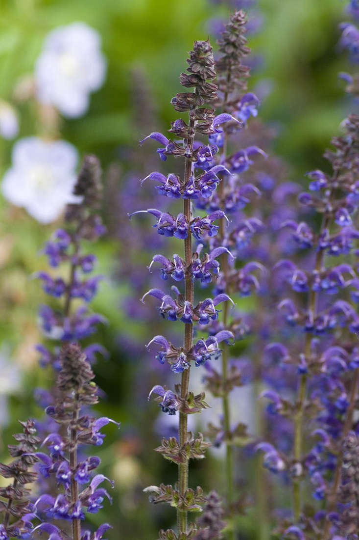 Gardening 101: Salvia - Gardenista