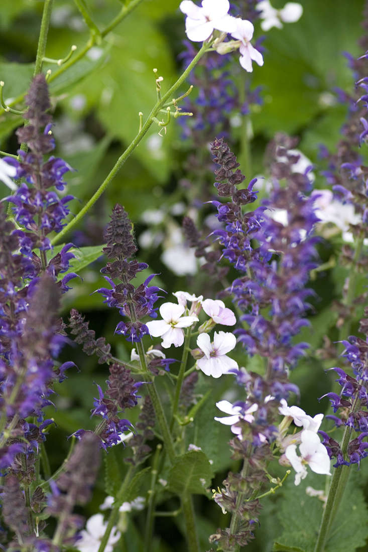 Gardening 101: Salvia - Gardenista