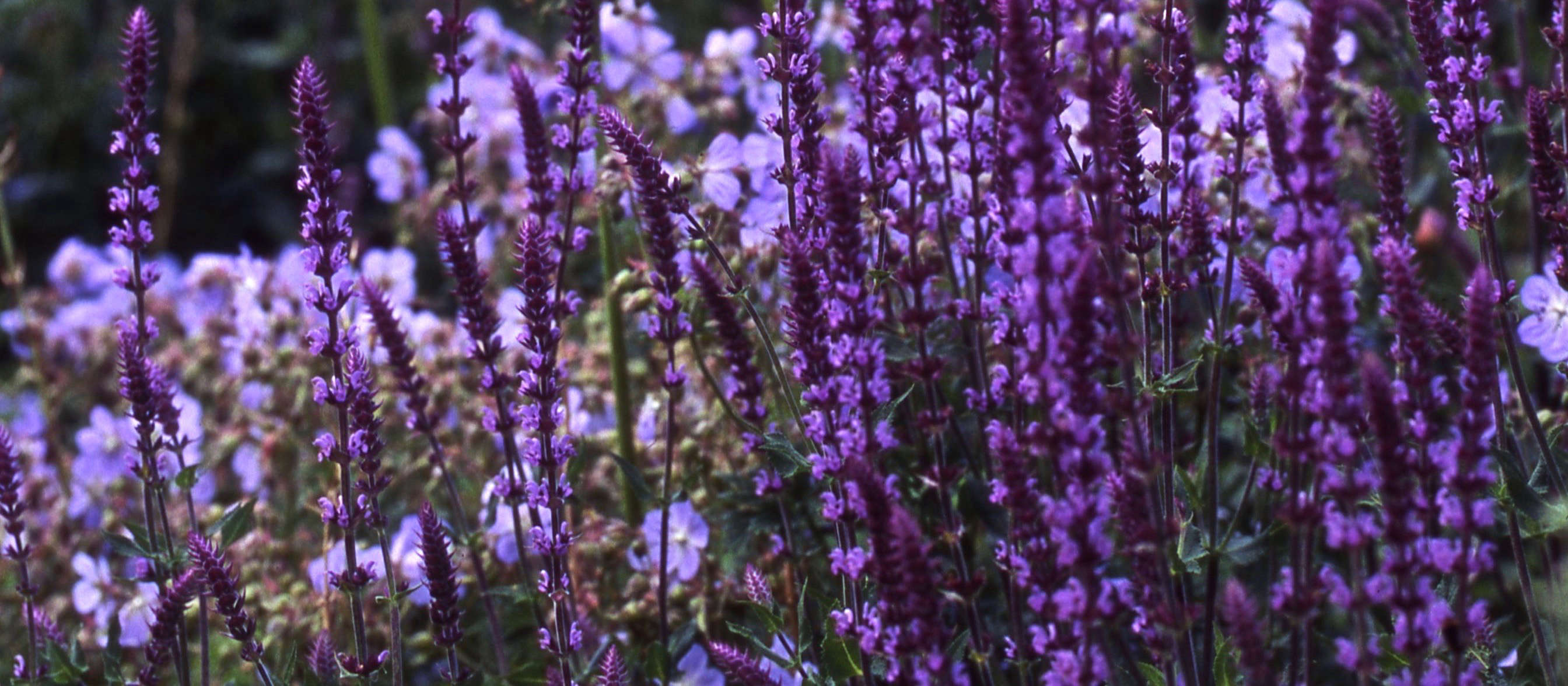Gardening 101: Salvia - Gardenista