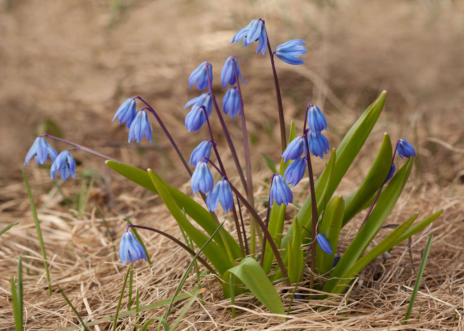Siberian Squill Scilla Siberica 'Alba' Siberian Squill From ADR Bulbs