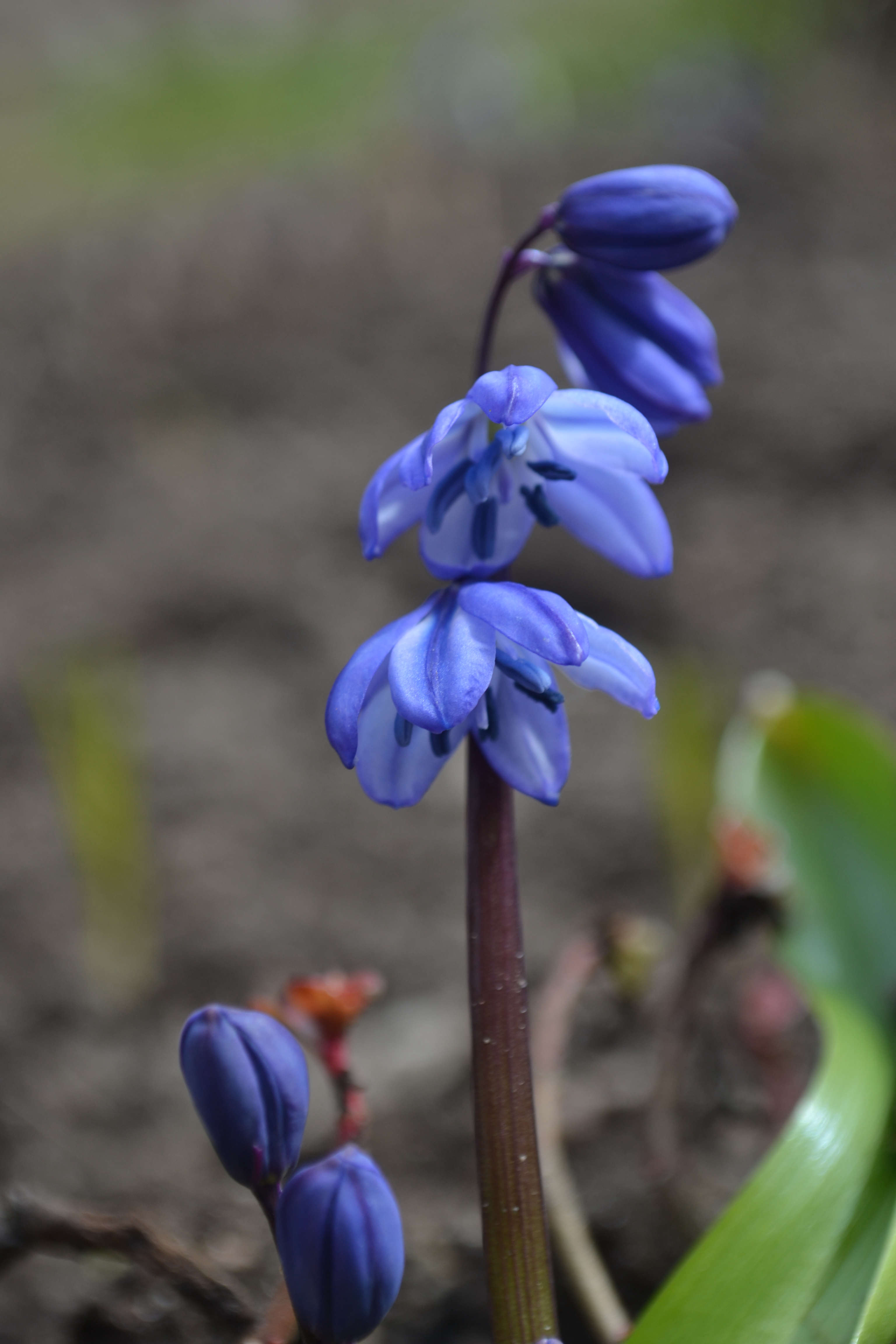 Gardening 101: Siberian Squill - Gardenista