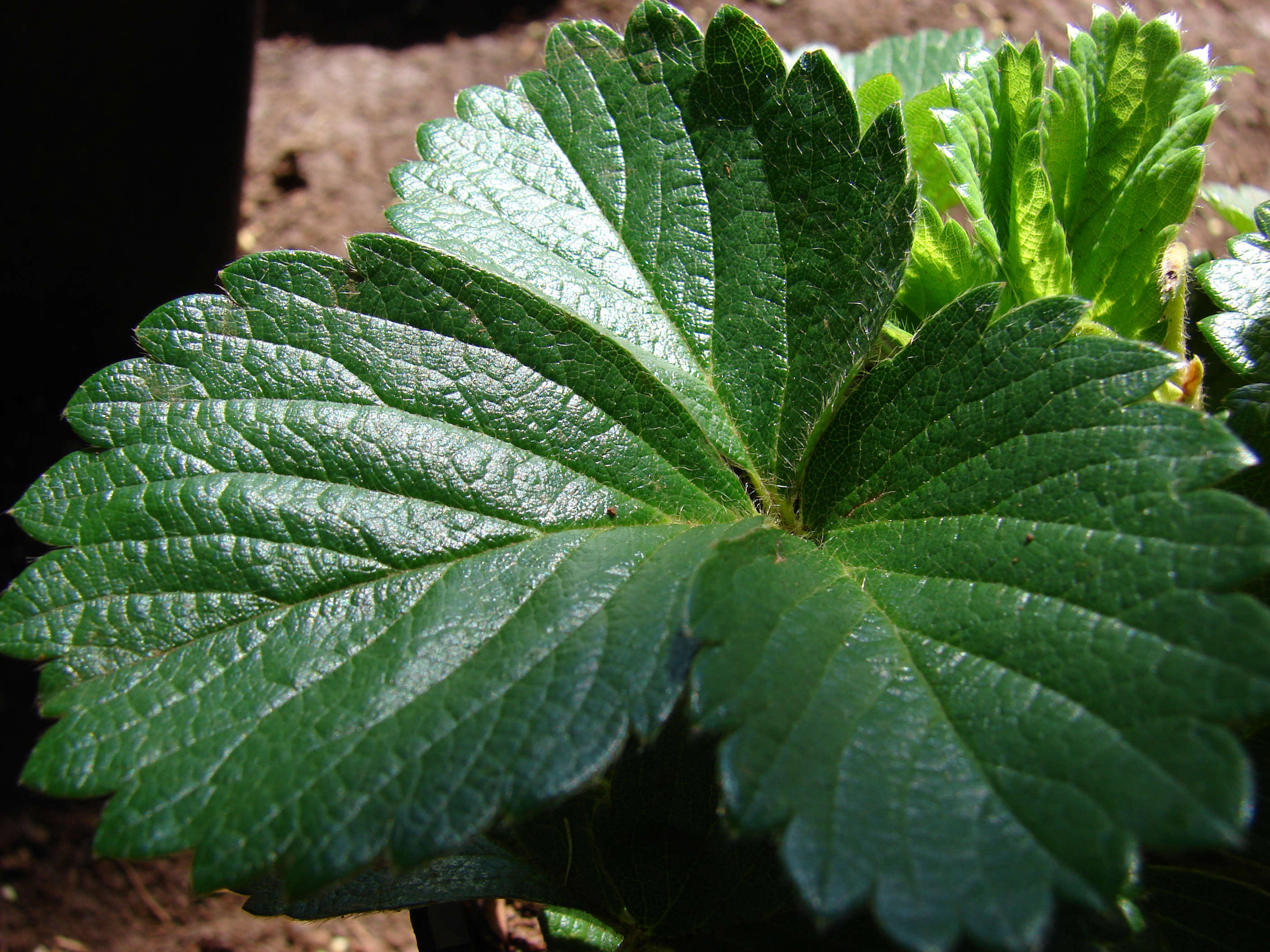 Gardening 101: Strawberry - Gardenista