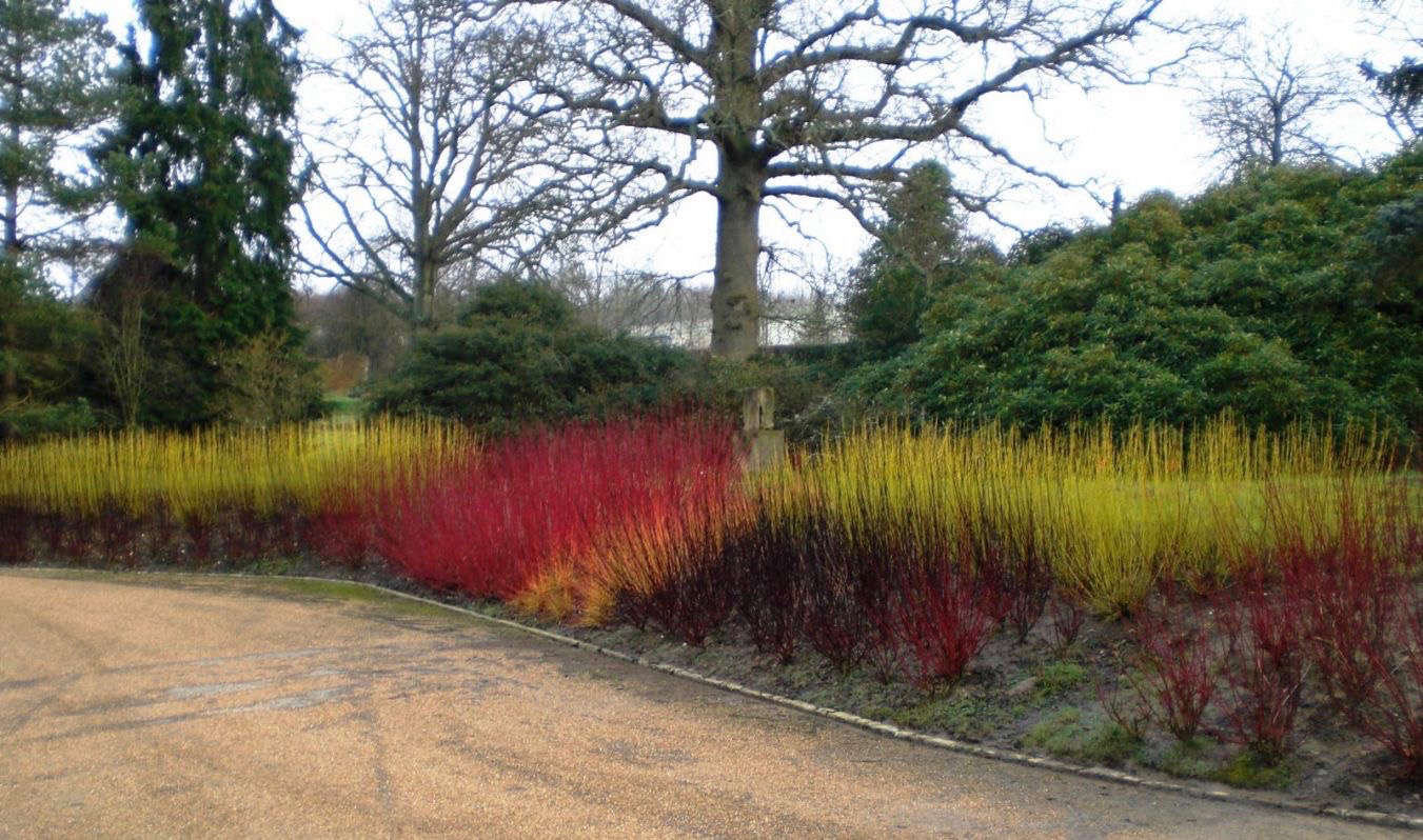 Cornus Stolonifera Flaviramea