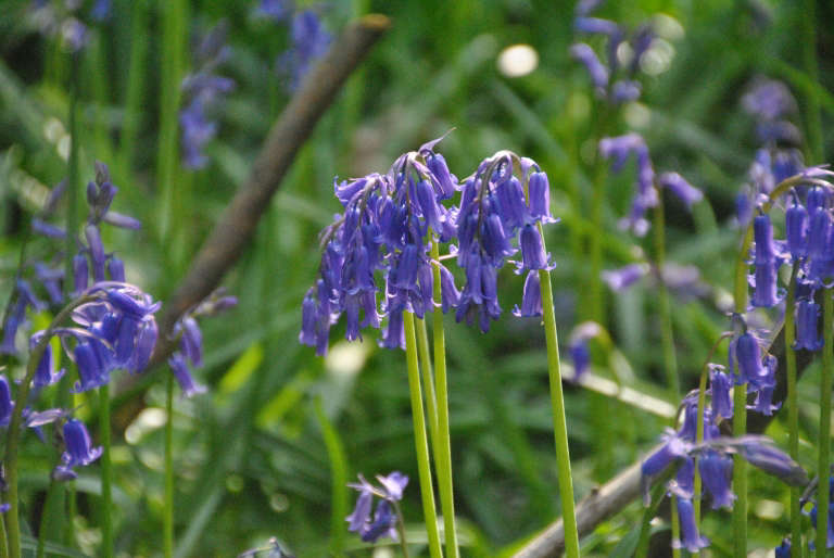 How to Successfully Grow English Bluebells: A Field Guide to Planting ...