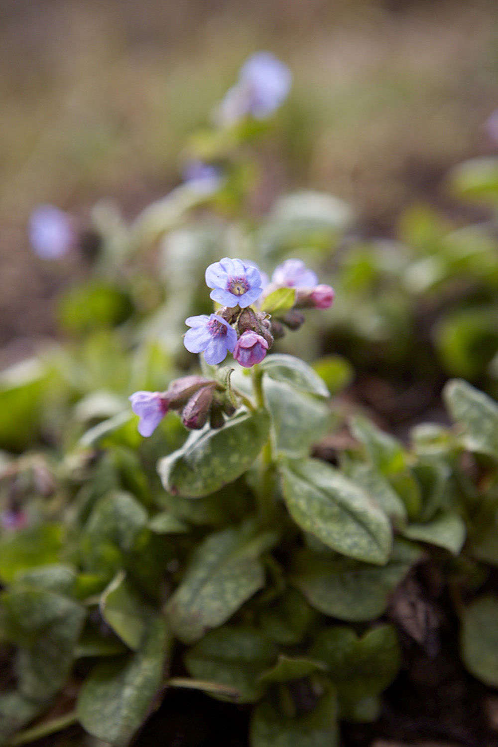 Gardening 101: Lungwort - Gardenista