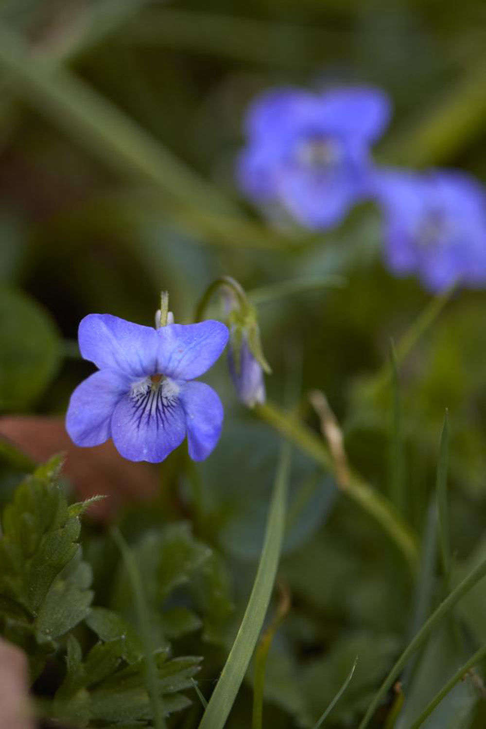 Gardening 101: Sweet Violets - Gardenista