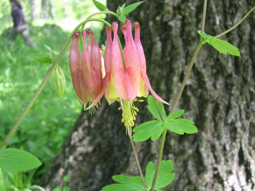 Columbine: A Springtime Flower That Arrives on the Wind - Gardenista