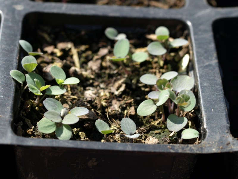 Columbine: A Springtime Flower That Arrives on the Wind - Gardenista