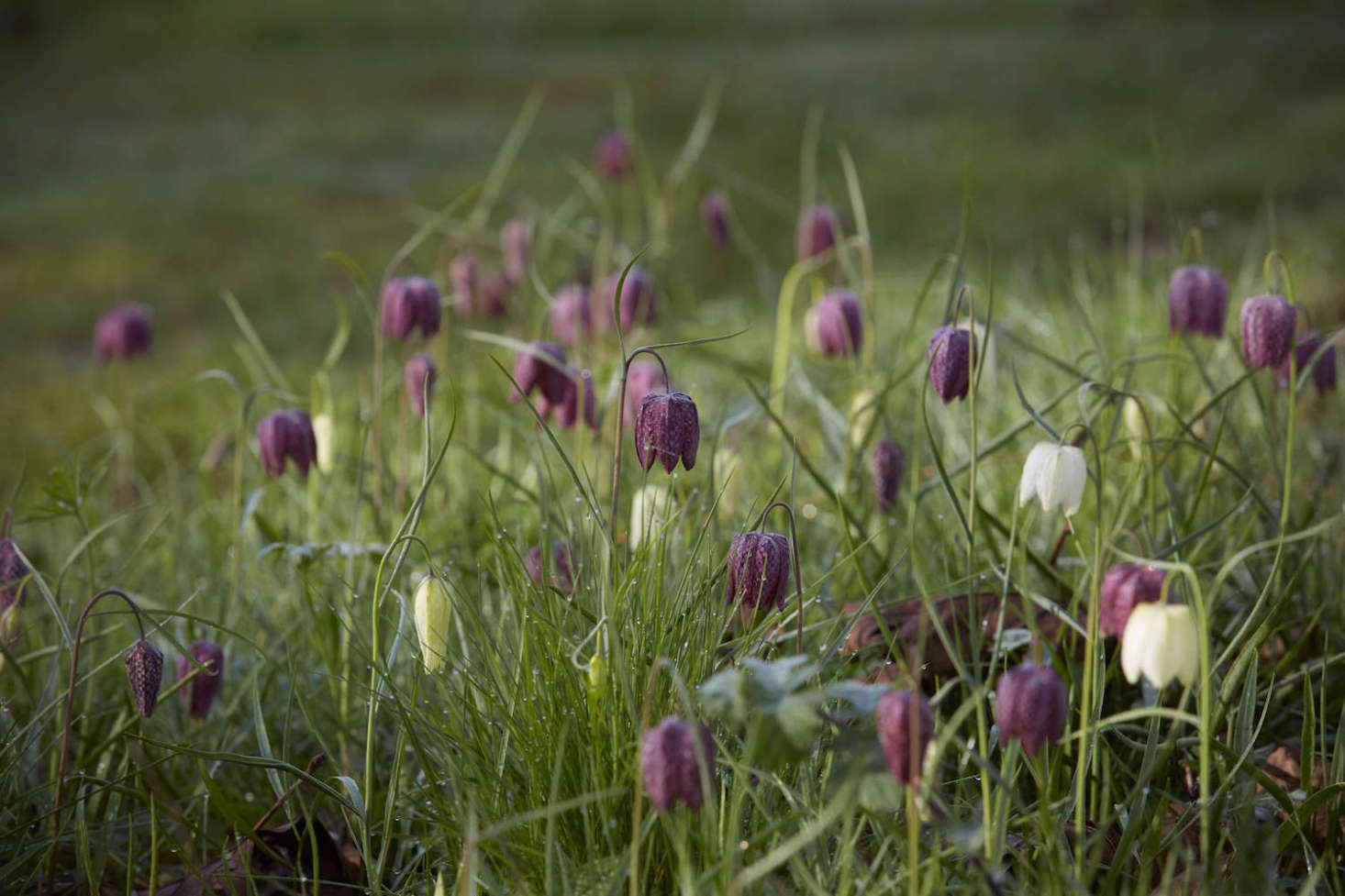 Gardening 101: Fritillaria - Gardenista