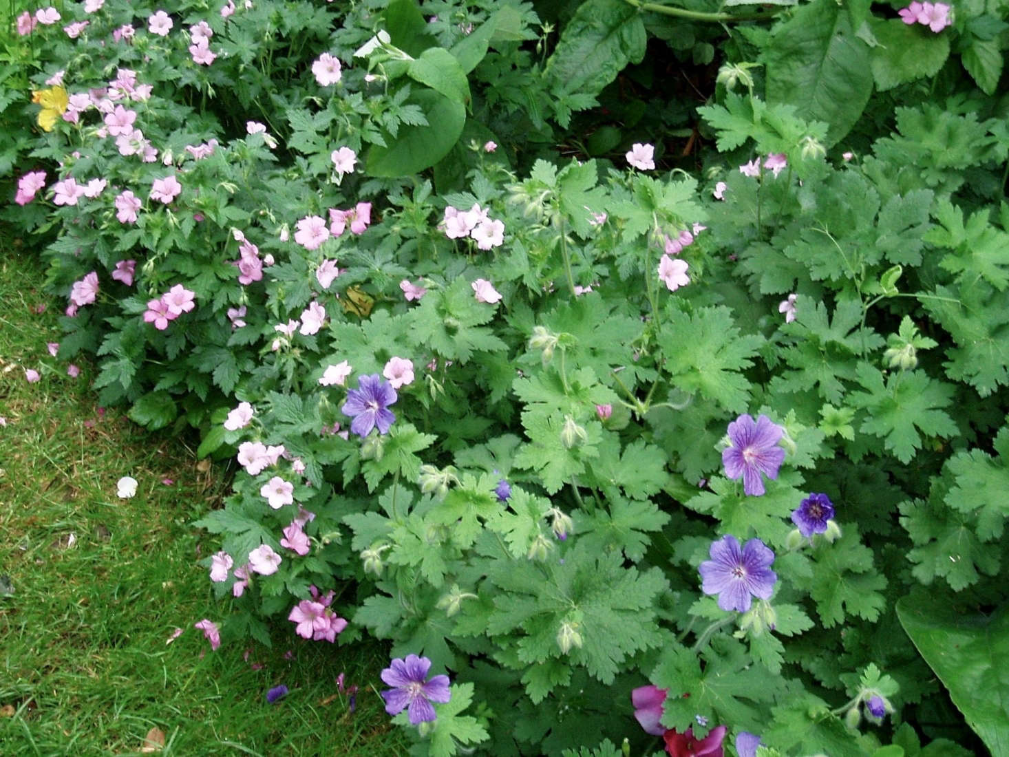 Gardening 101: Geranium - Gardenista