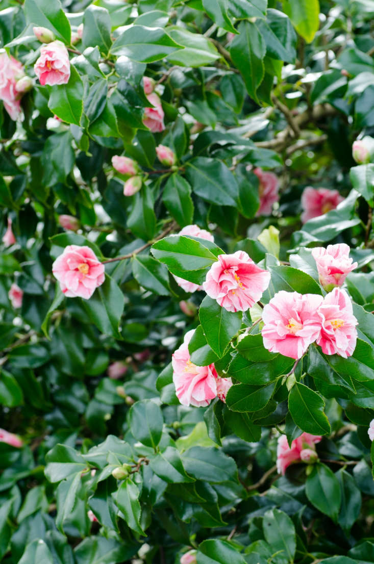 Landscaping 101: How to Tame Overgrown Shrubs - Gardenista