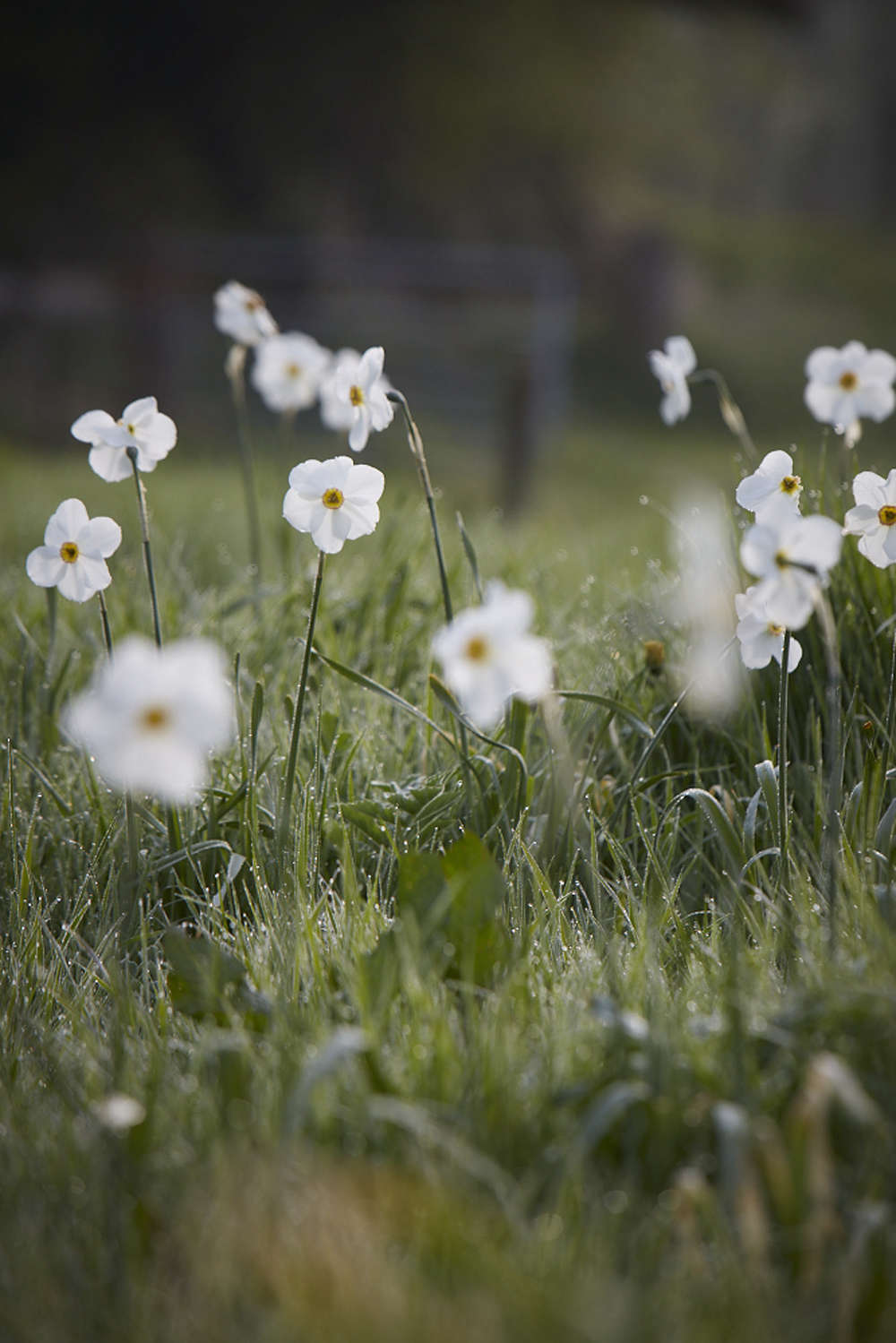 Gardening 101: Pheasant Eye Narcissus - Gardenista