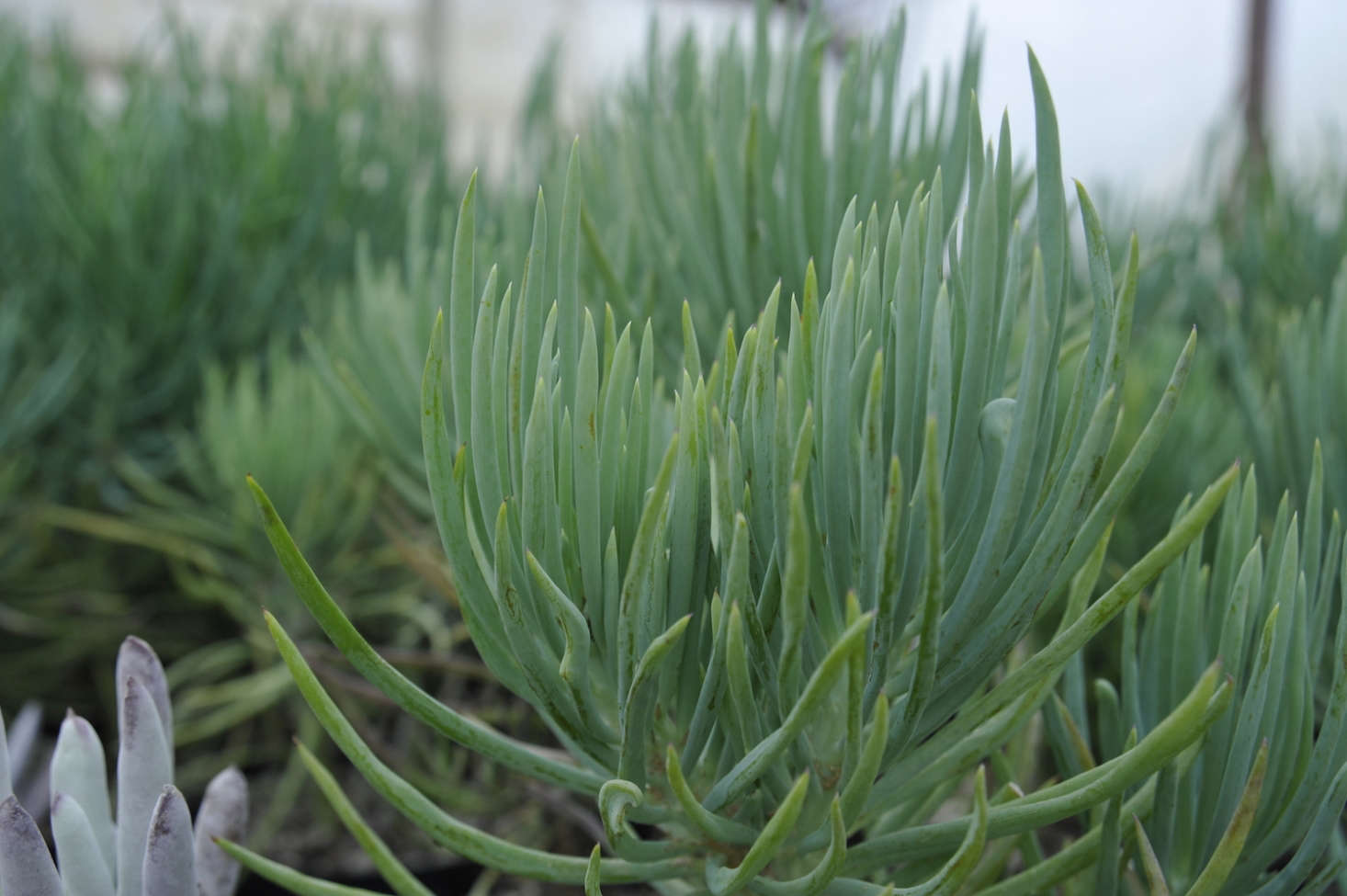 Gardening 101: Senecio Succulents - Gardenista