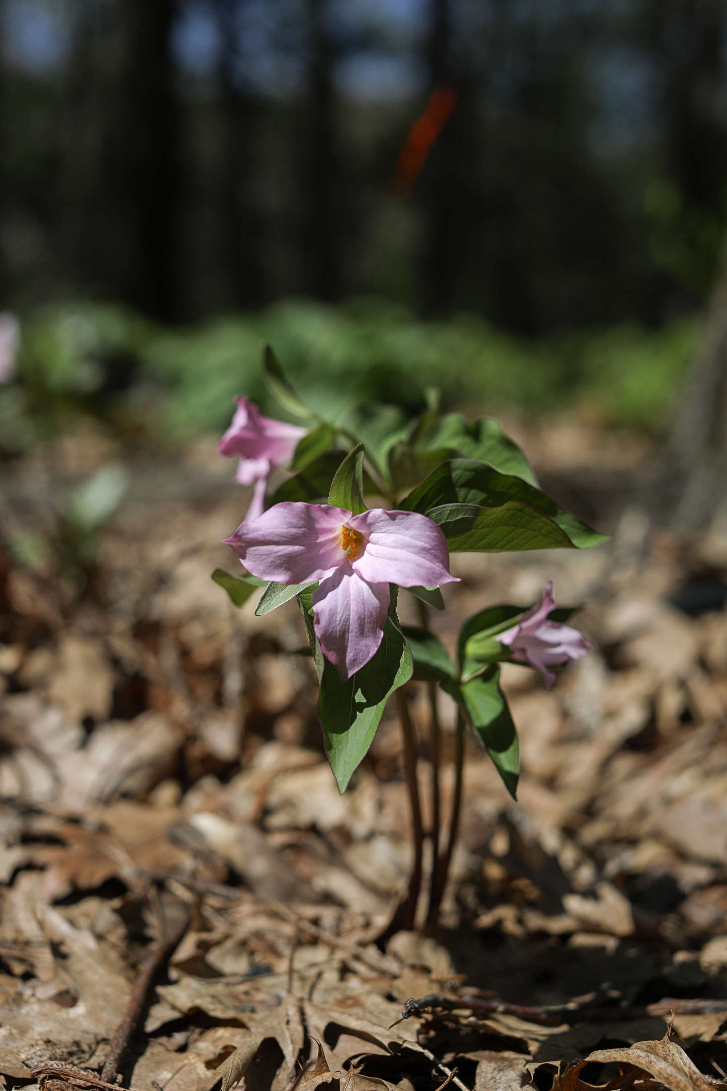Gardening 101: Trilliums - Gardenista
